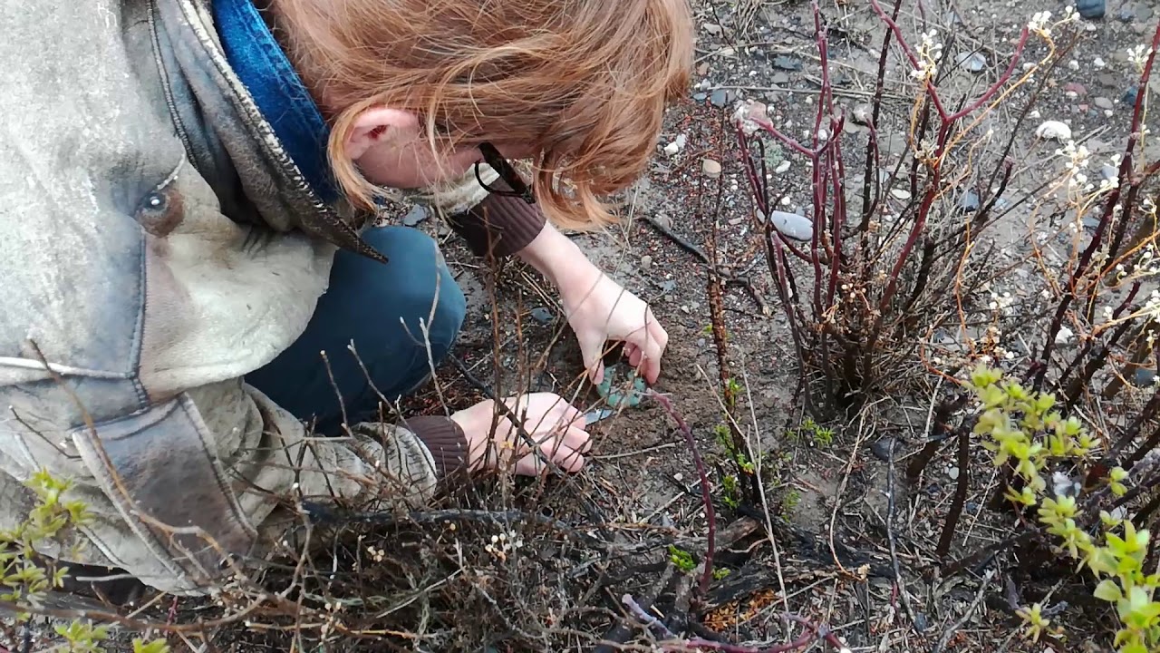 El ritual del peyote - YouTube
