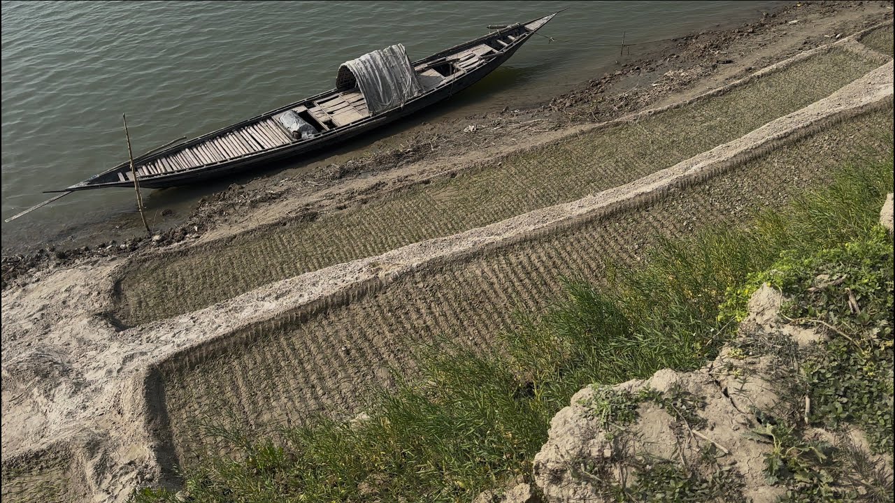 Jhoom Farming Near Padma River of Bangladesh is Developing Day by Day ...