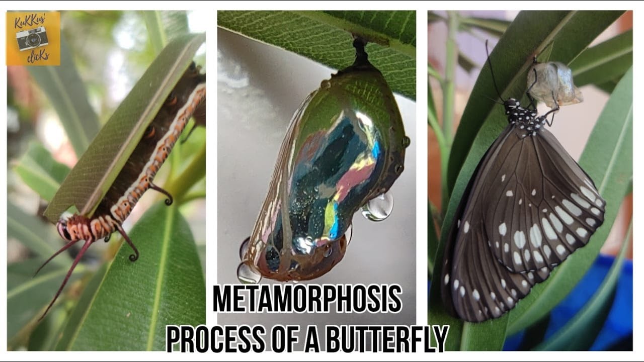 Butterfly with golden cocoon! |Life cycle of a butterfly in real life ...
