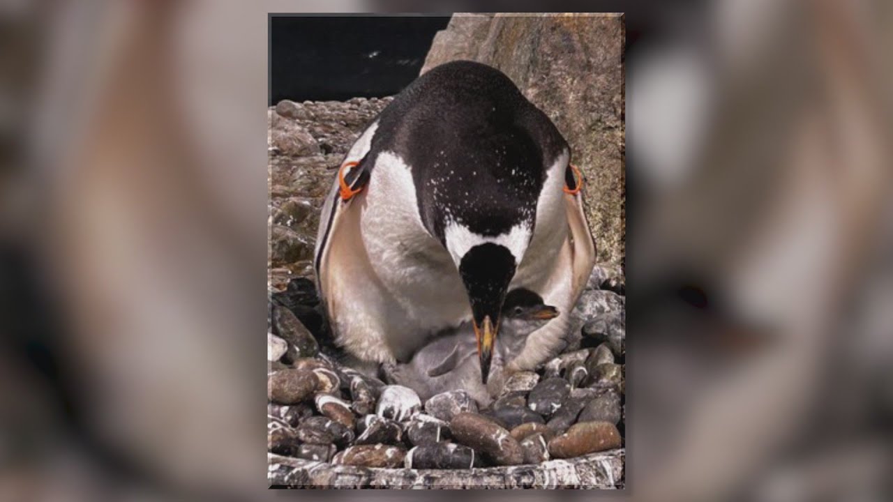 ABQ Biopark welcomes first penguin chick hatched at exhibit - YouTube