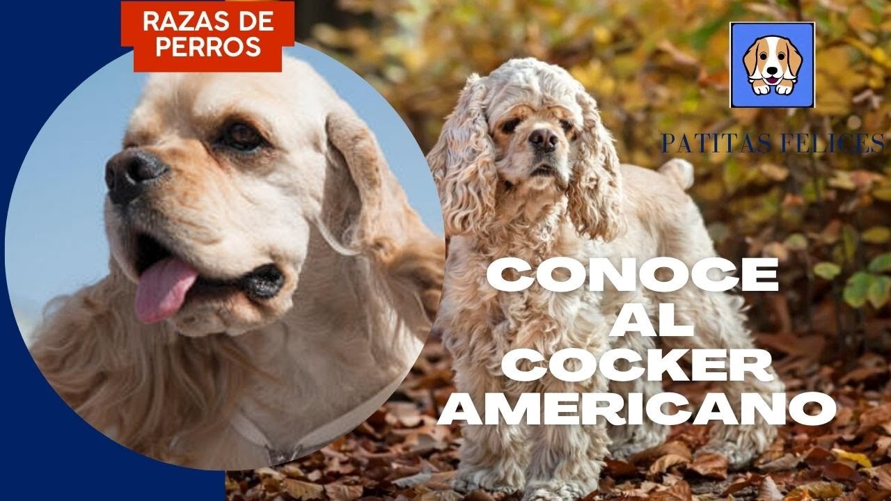 Conoce al Cocker americano: una raza popular en Estados Unidos - YouTube