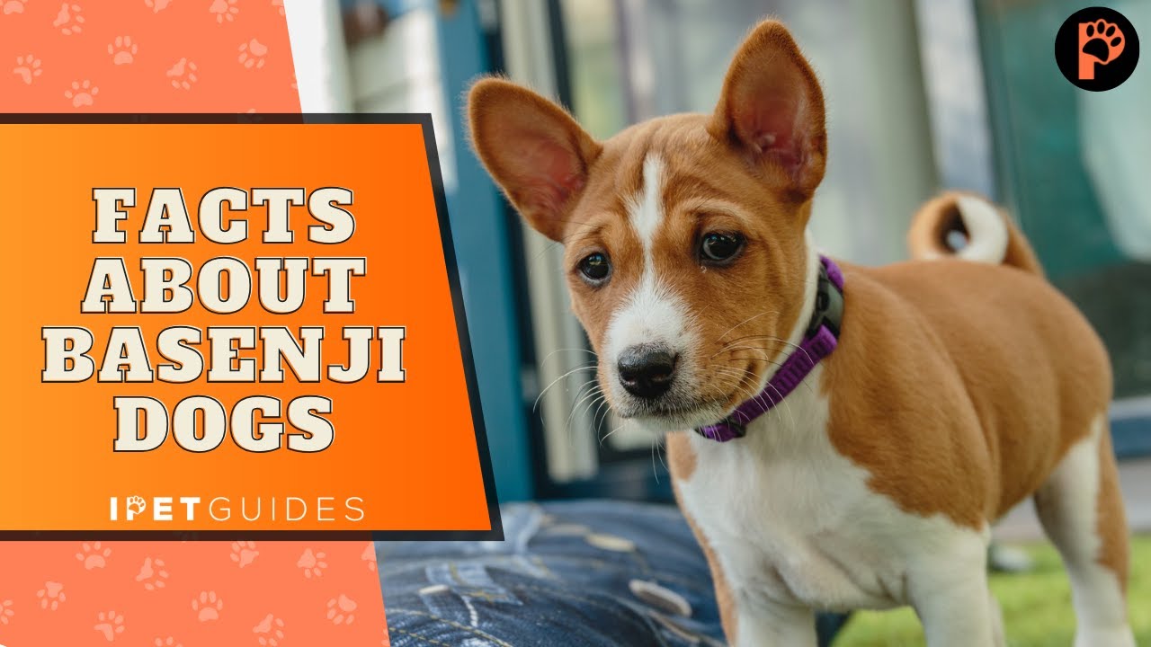 Basenjis : Everything You Need to Know About this Unique Dog Breed ...