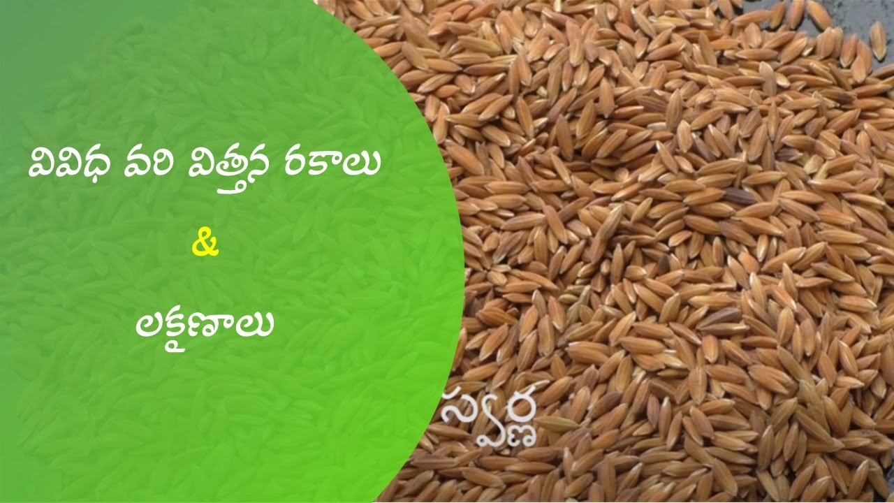 Different Types Of Cultivated Paddy Varieties westgodavari Digitalgreen different-types-of-cultivated-paddy-varieties-westgodavari-digitalgreen