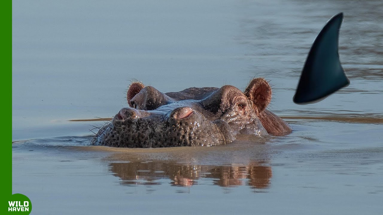 Look What Happened When This Shark Attacked the Hippo - YouTube