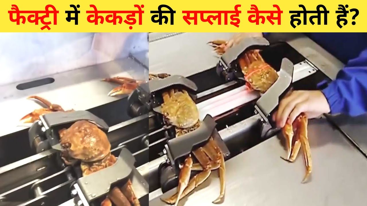 केकड़े की मशीन | Crab Processing In The Factory | Amazing Crab Cutting ...