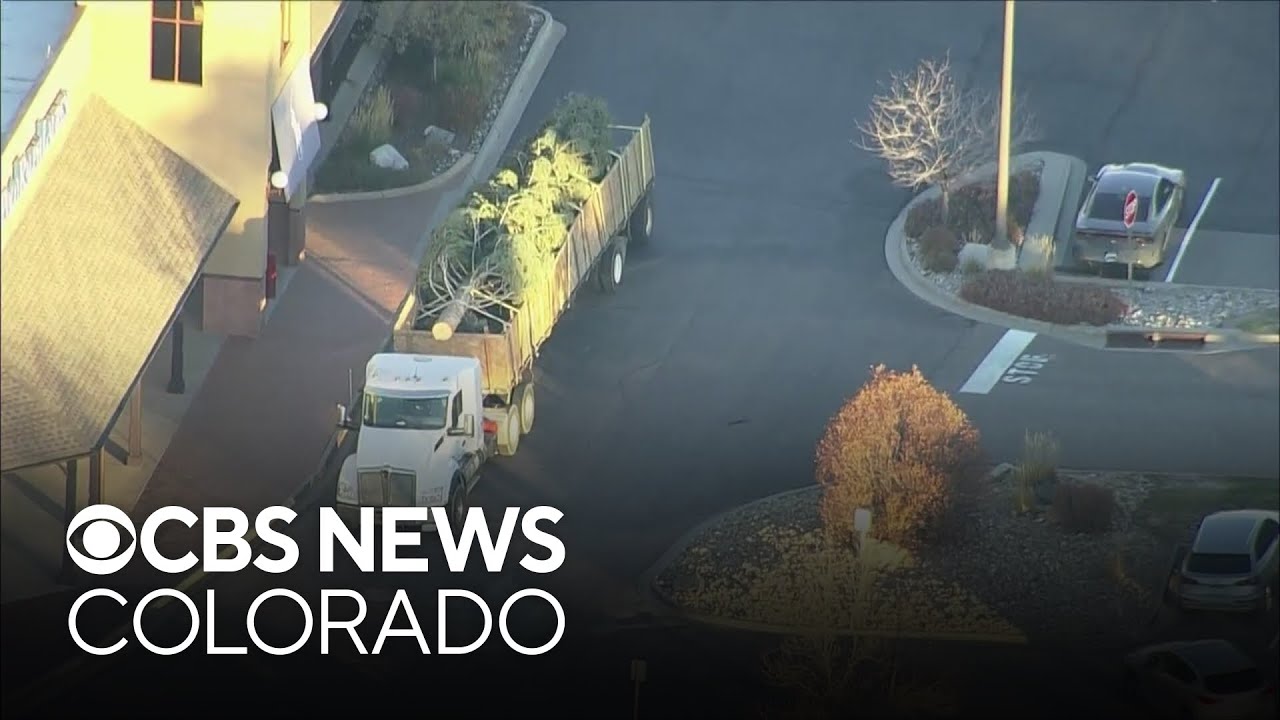 Colorado's tallest Christmas tree arrives in Castle Rock - YouTube