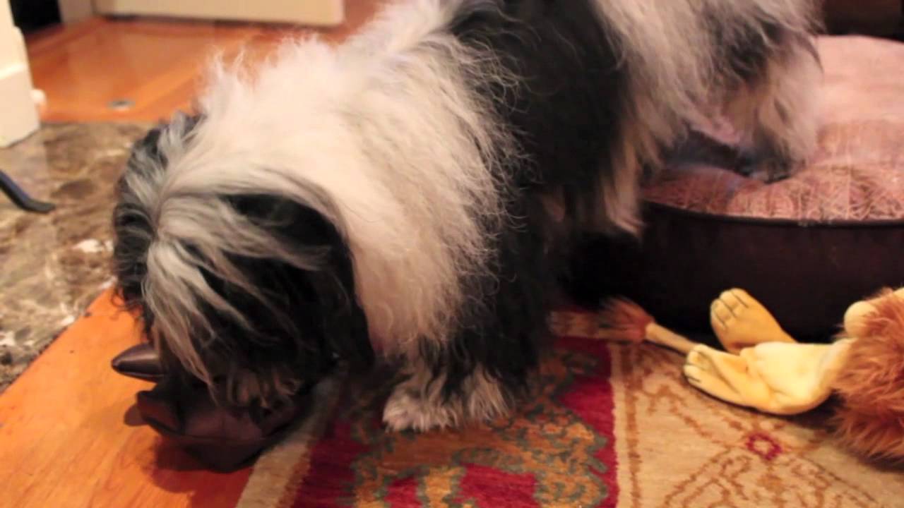 JW Pet Crackle Heads dog toys test run - YouTube