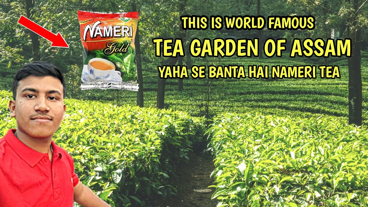 Exploring tea gardens of Assam | Is tea garden se Banta Hai Nameri tea ...