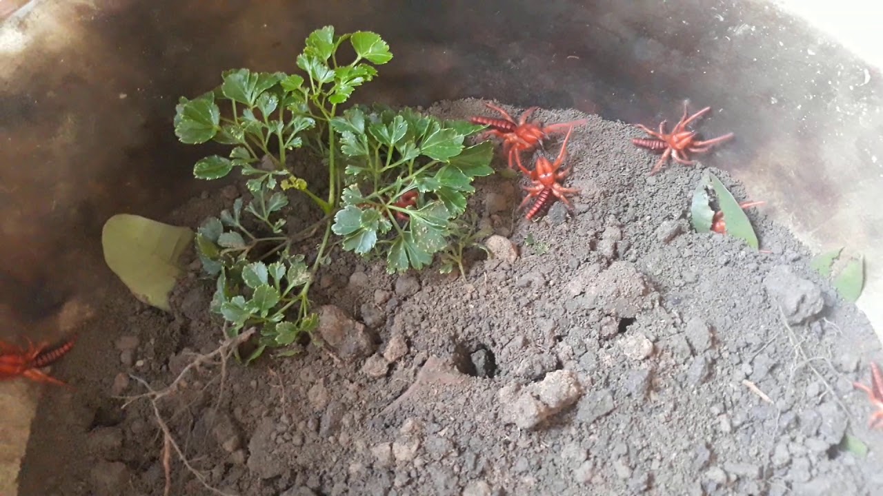 Red camel spider - YouTube