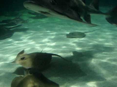 Sting Rays - Myrtle Beach (SC) - YouTube