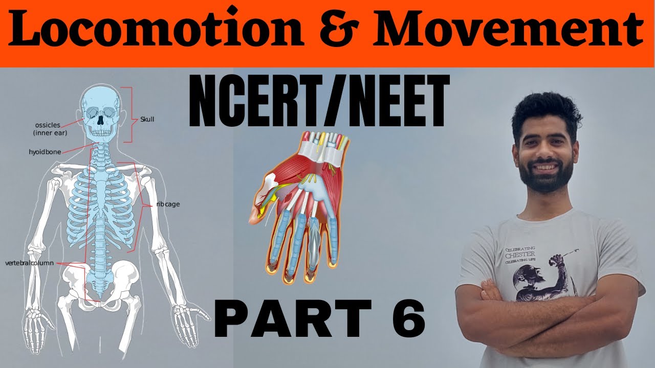Locomotion and movement Part 6 Class 11th Biology NCERT - YouTube