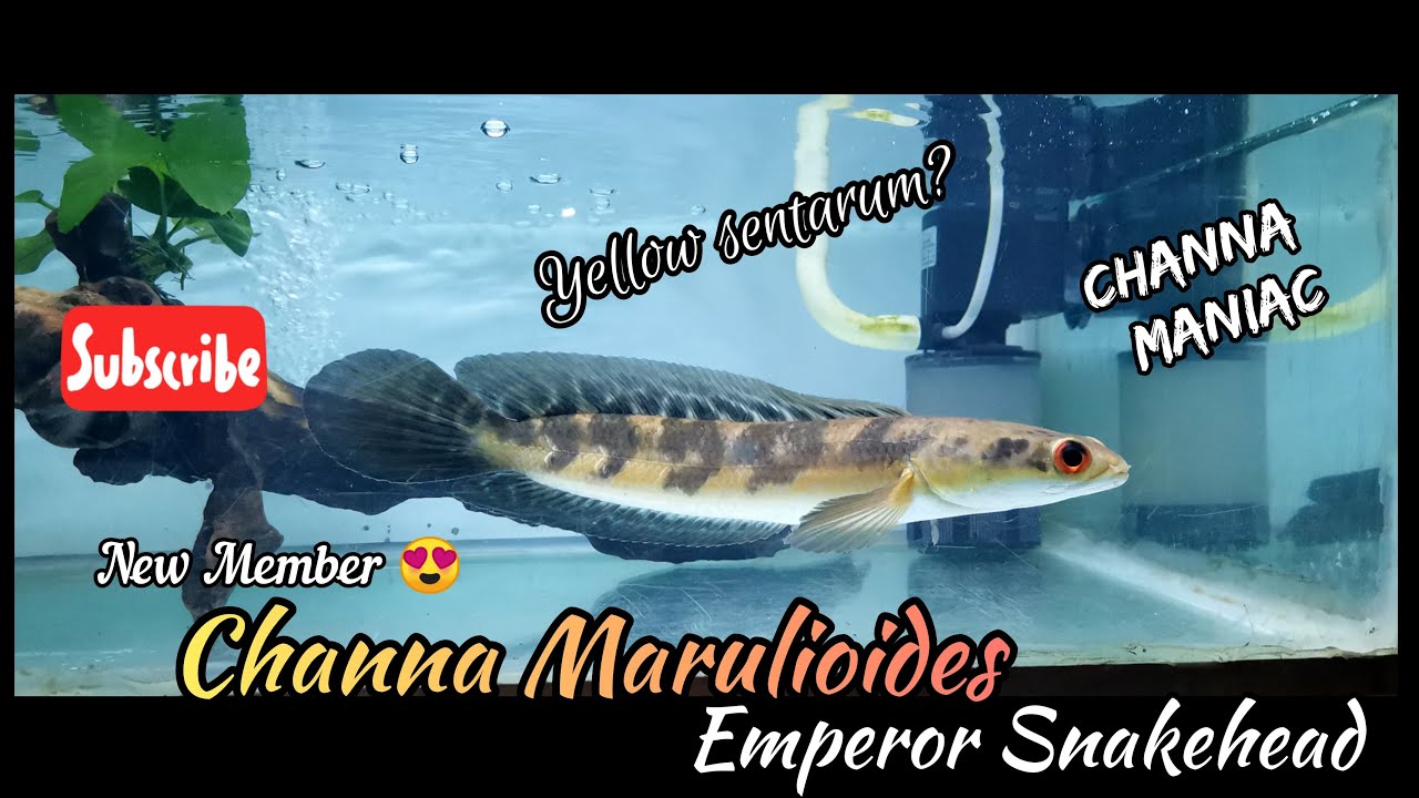 Channa Marulioides Channa Aquarium Glaser GmbH