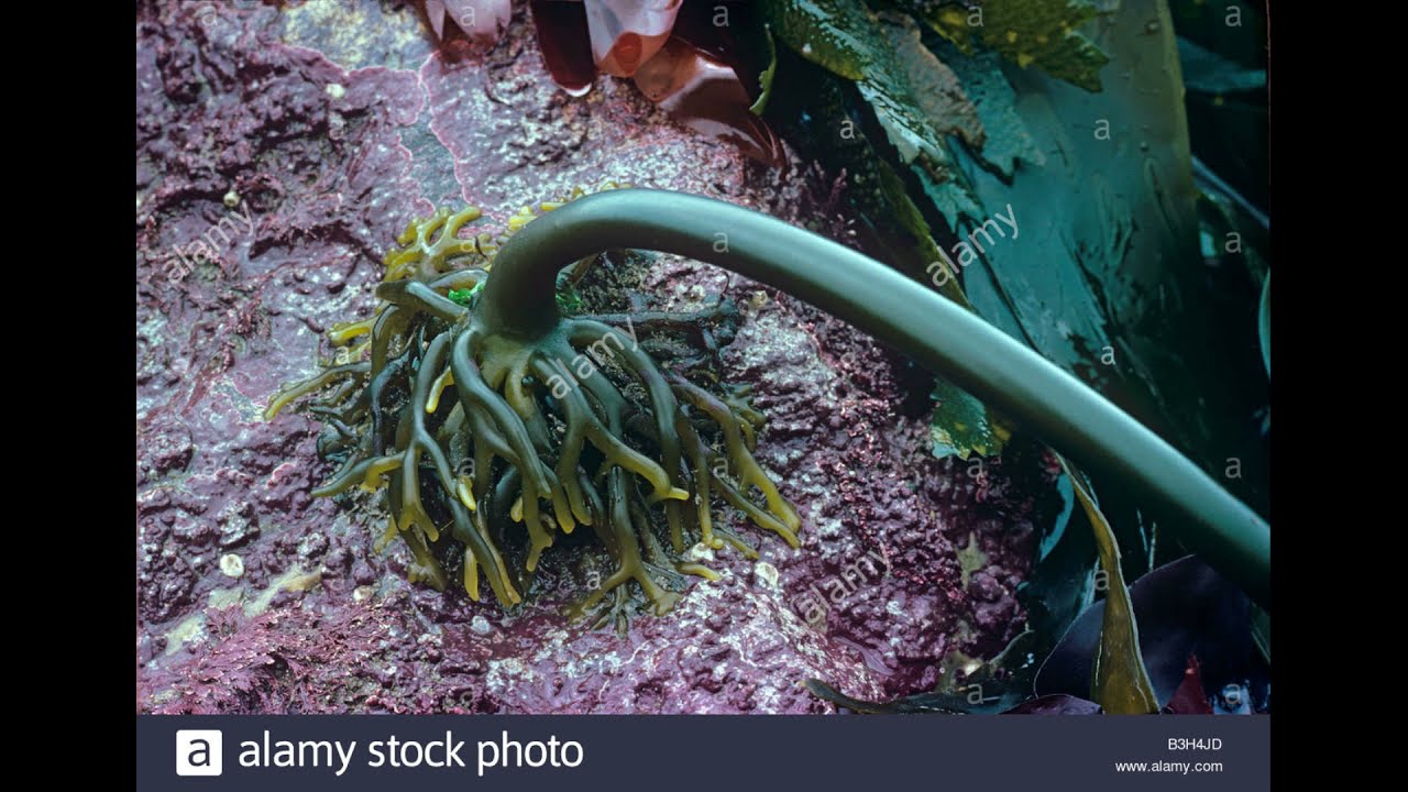 Biologia de Macroalgas Oceanologia / Introdução ao Universo das ...