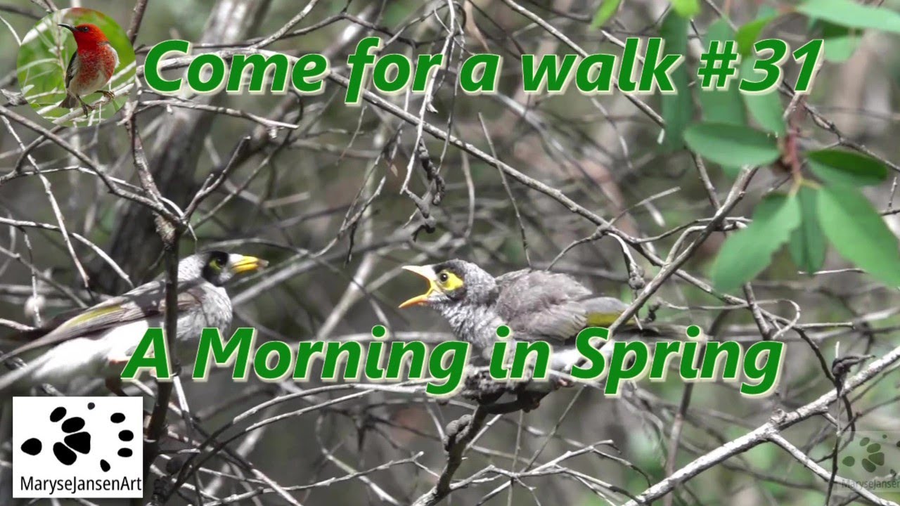 A Morning in Spring - Come for a walk in the Australian Bush Series #31 ...