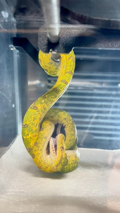 Insane Green Tree Python Strike!🐍🐀💀#wildlife #shorts #snake #animals # ...