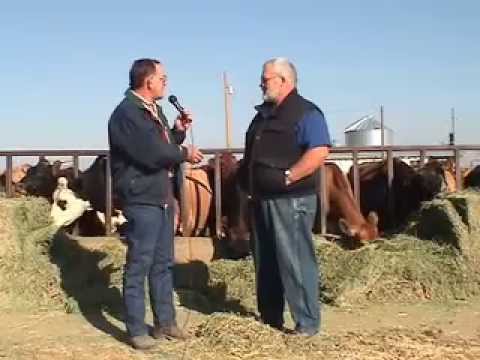 Dairy Cattle: Increased Milk Production using SweetPro Fresh Start at ...