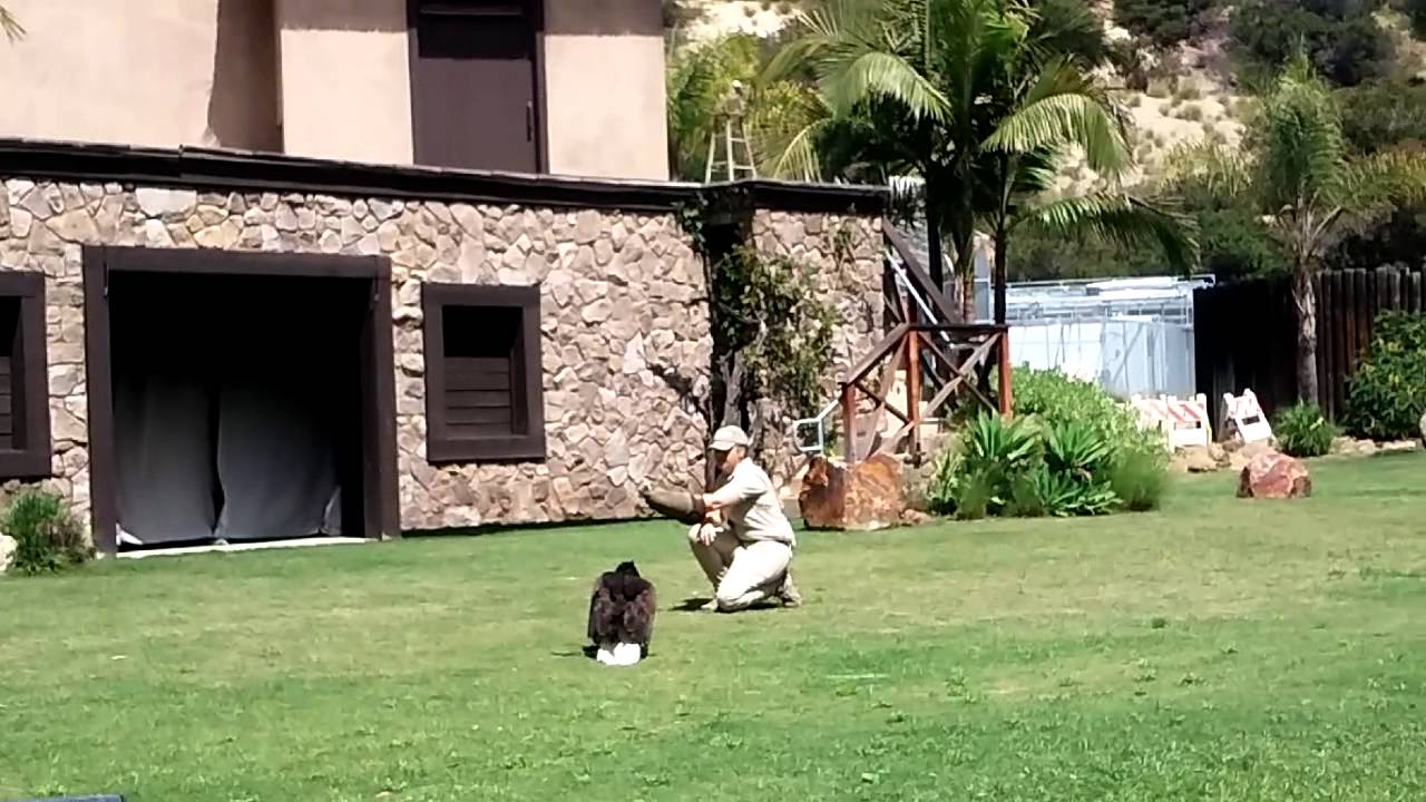 American bald eagle training l.a. zoo - YouTube