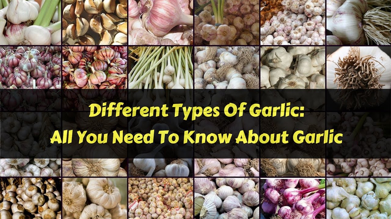 Different Types Of Garlic: All you need to know about Garlic - YouTube