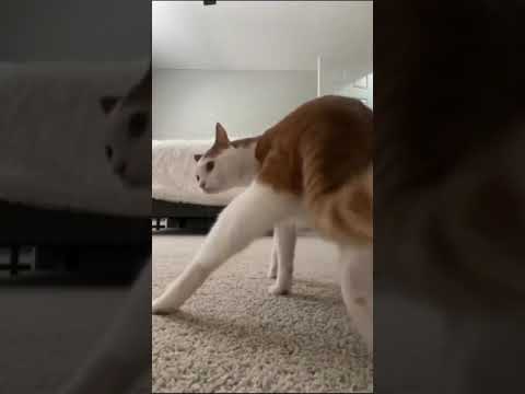 Watch My Cat Twerk Her Booty Webcam Model | Funny Video Try Not To Laugh Challenge | Animal Tik Tok