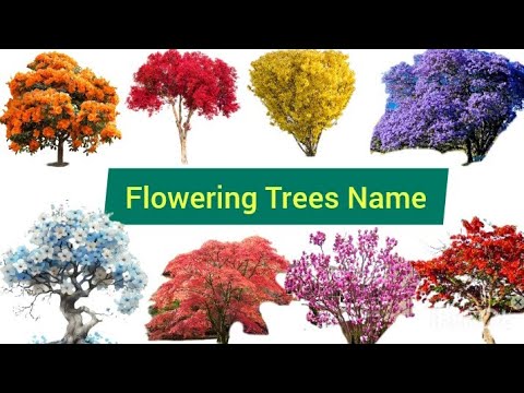 Flowering Trees Name in English||Colourful trees name||Flower Trees ...