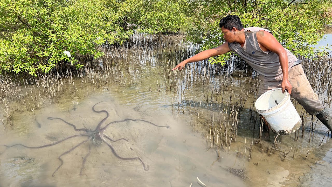 Wow Catches a Massive Octopus In Mud Holes – No Tools, Just Skill ...