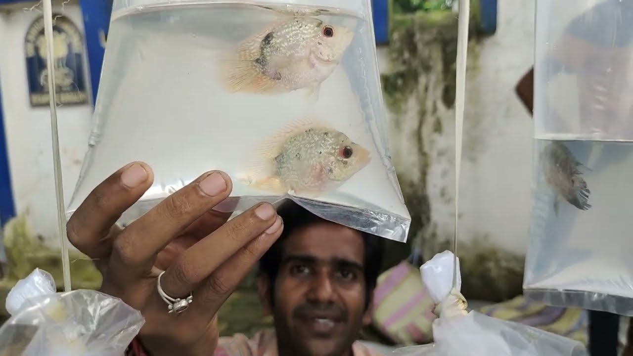 কম দামের Aquarium Fish Market | Serampore Pet Market Fish | Serampore ...