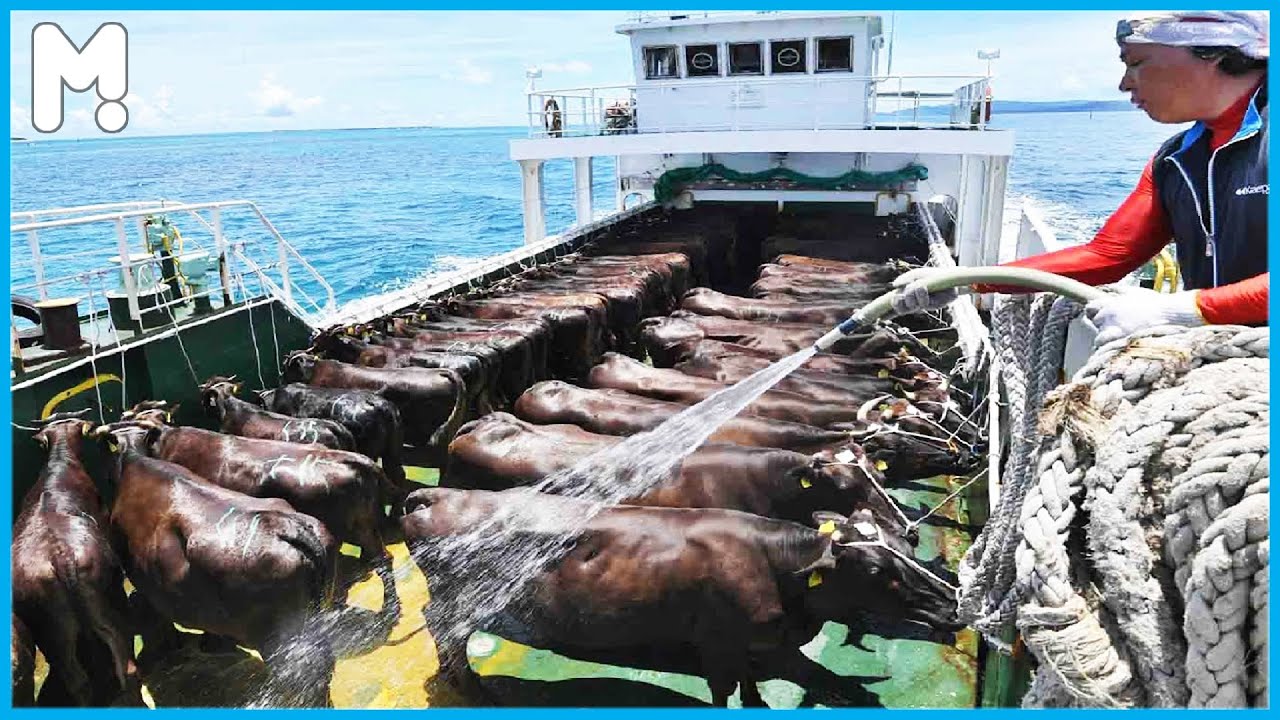How to Transport Millions Cow, Horse, Pig, Goat, Sheep - Modern Export ...