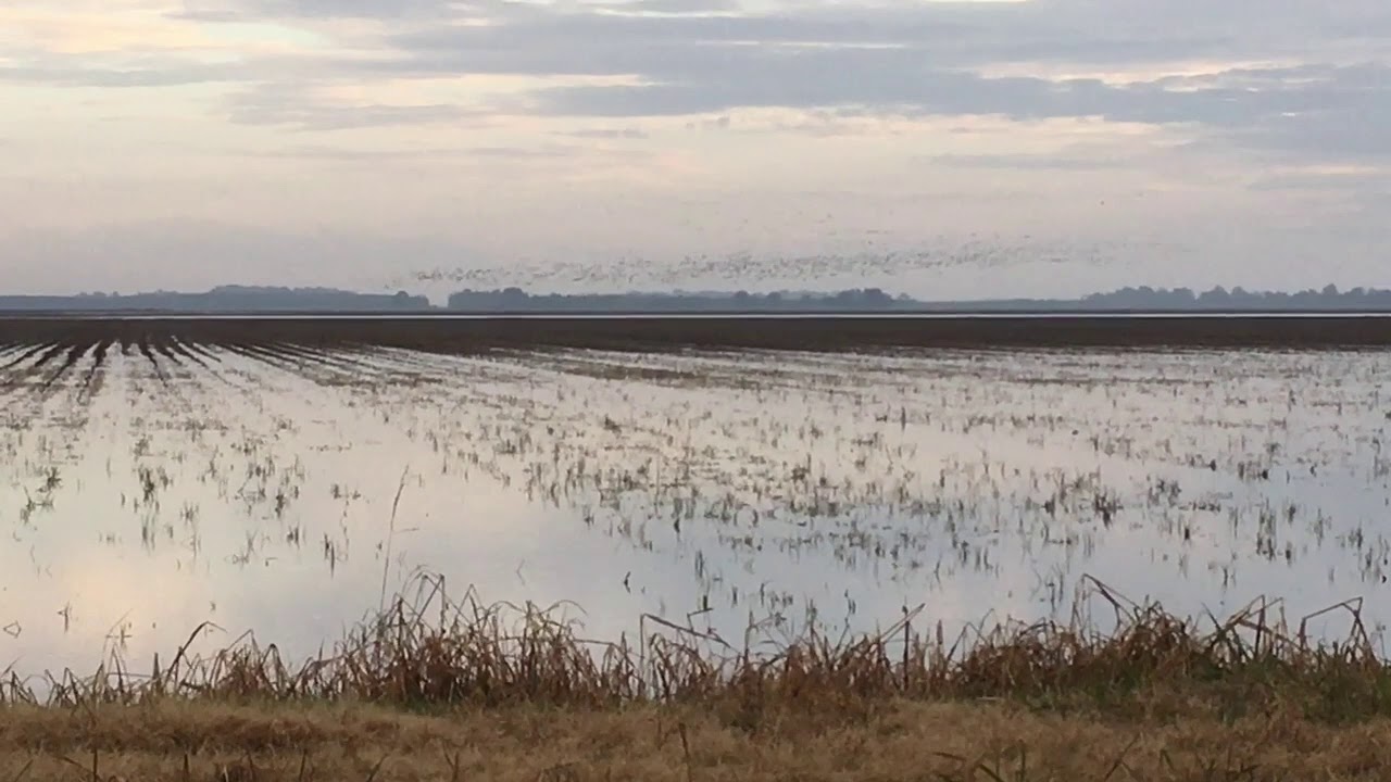 Snow Geese along the Mississippi Flyway - YouTube