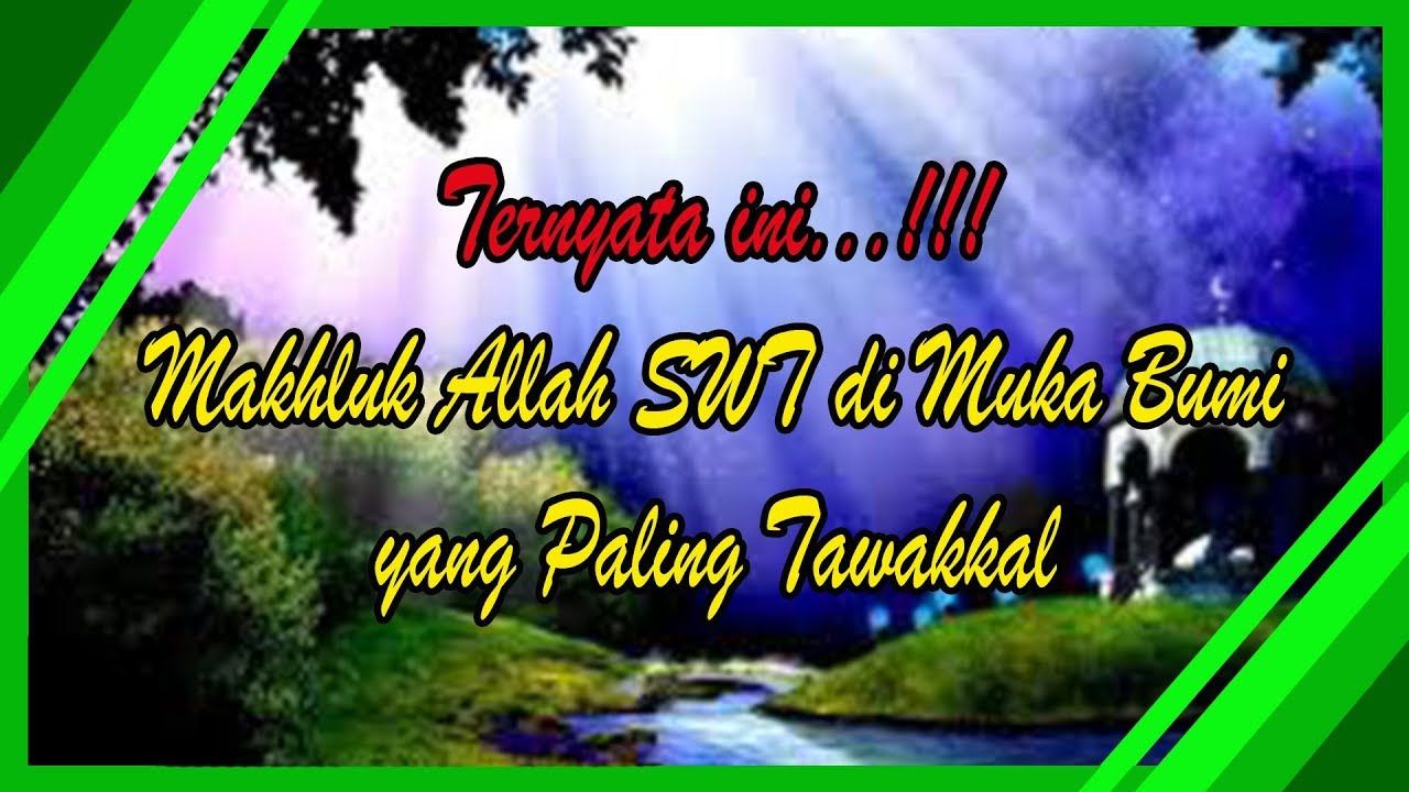 Ternyata ini...!!! Makhluk Allah SWT di Muka Bumi Yang Paling Tawakkal ...