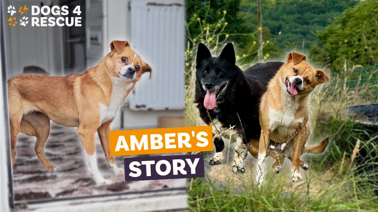 Amber's Story | The Rescue Lottery by Dogs 4 Rescue - YouTube