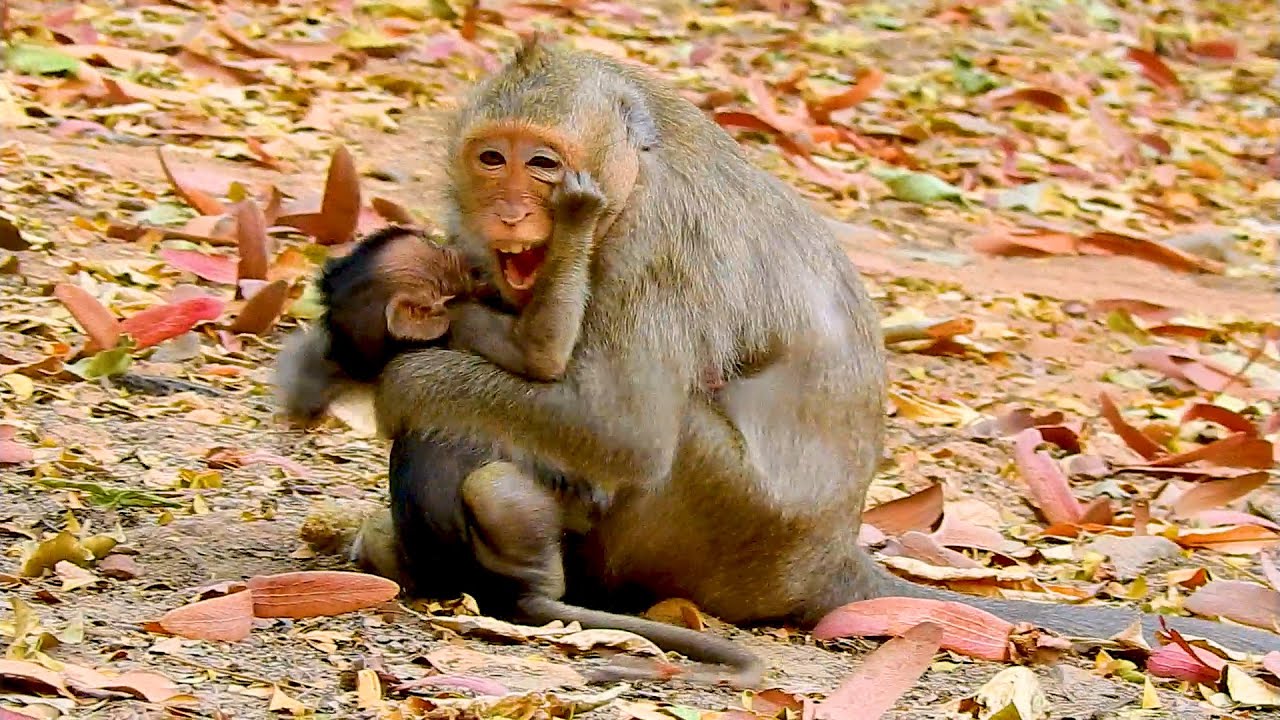 Young Mom Ellen Hugs Two Babies Eden & Elfi and Playing With Baby Elfi ...