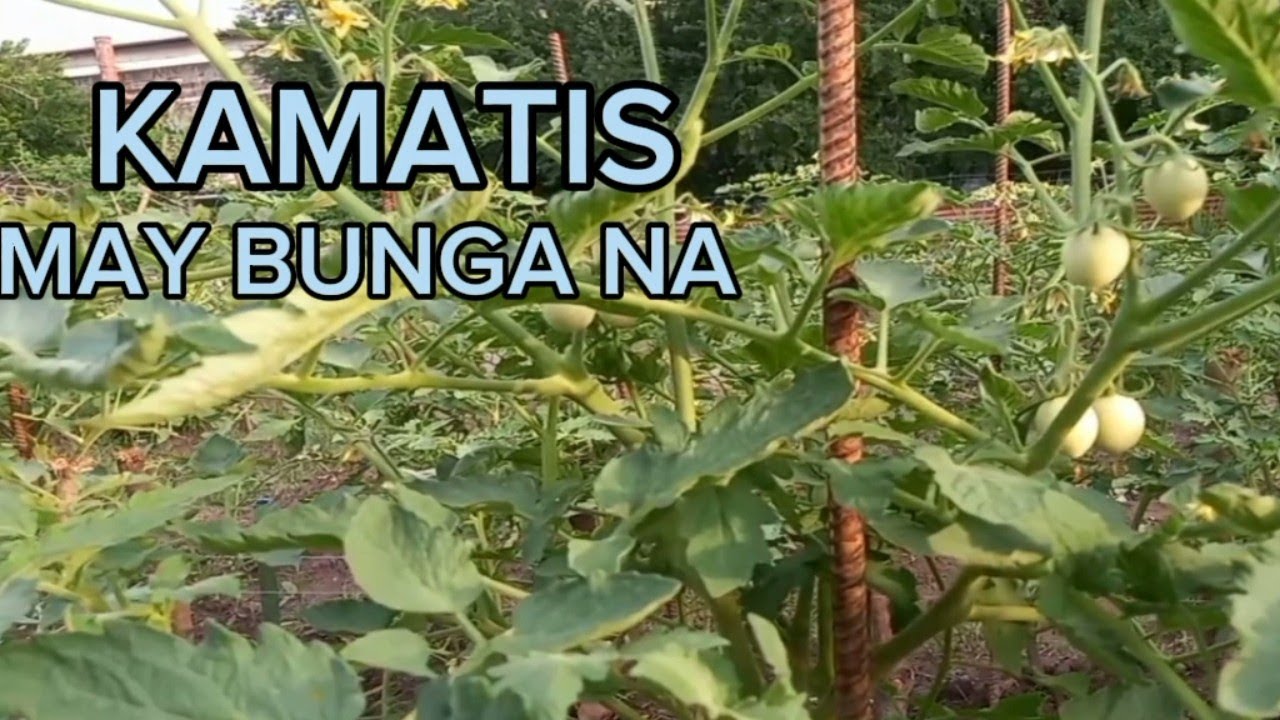 MAY BUNGA NA ANG MGA KAMATIS KO - YouTube