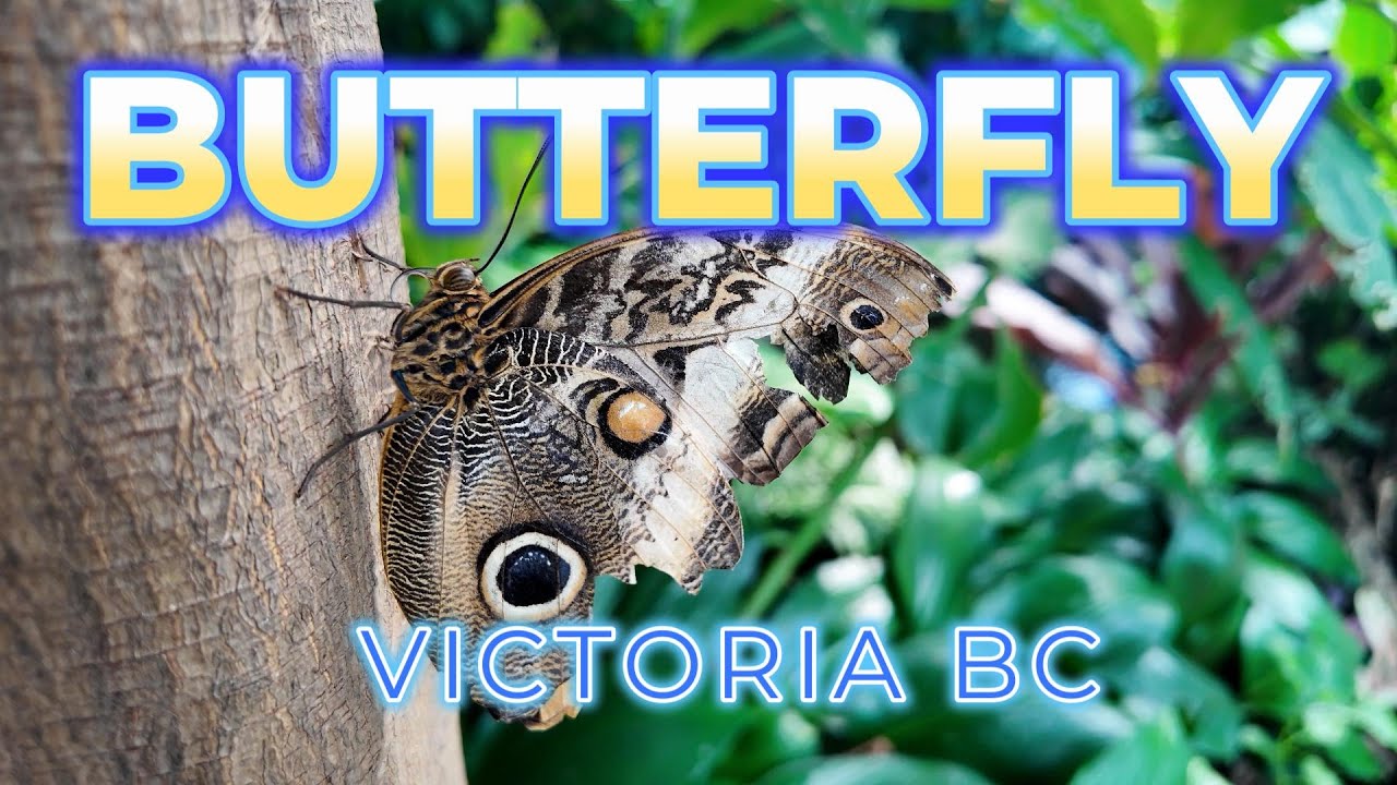 Victoria BC, Butterfly Sanctuary at Marami pang ibang Kulisap. - YouTube