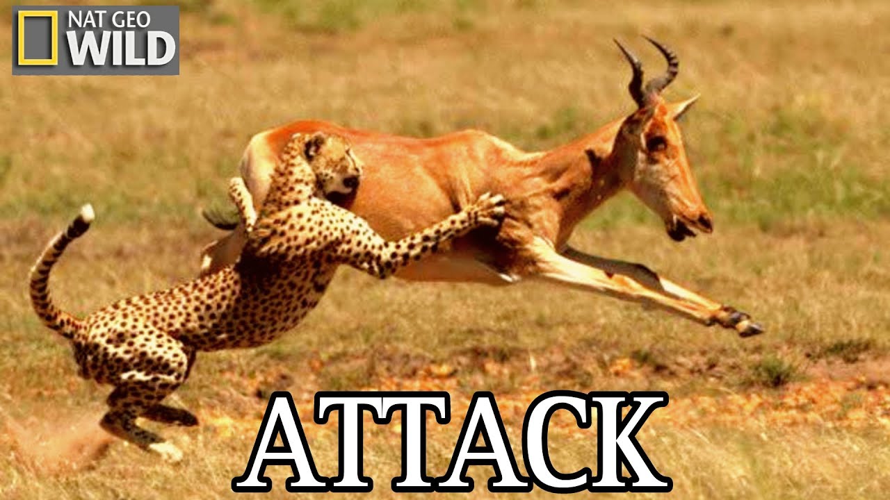 Enter the Wild Kingdom: The Ultimate Predators | Watch Now Cheetah ...