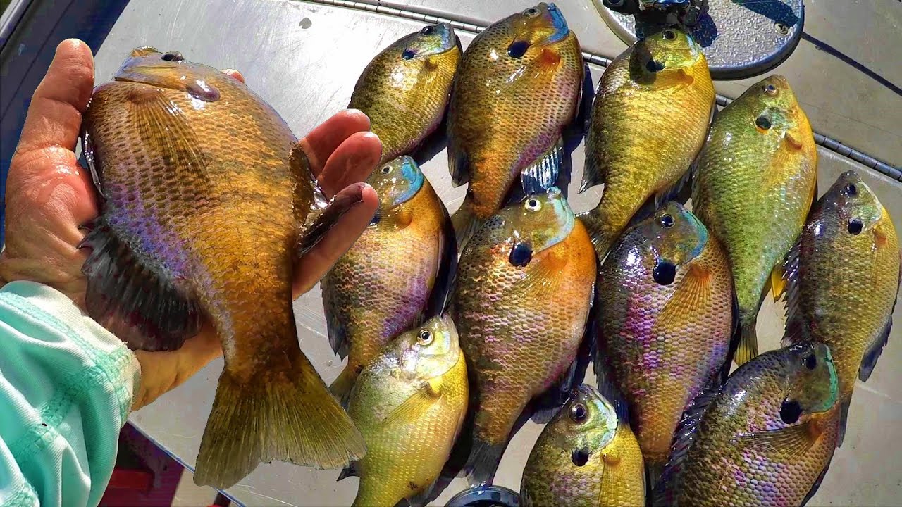 Catch Loads Of Bluegill For Dinner With This Simple Setup - YouTube