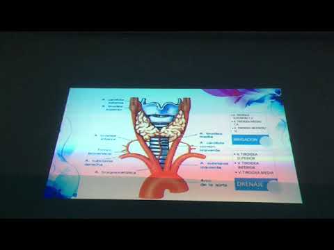 tiroides y embarazo
