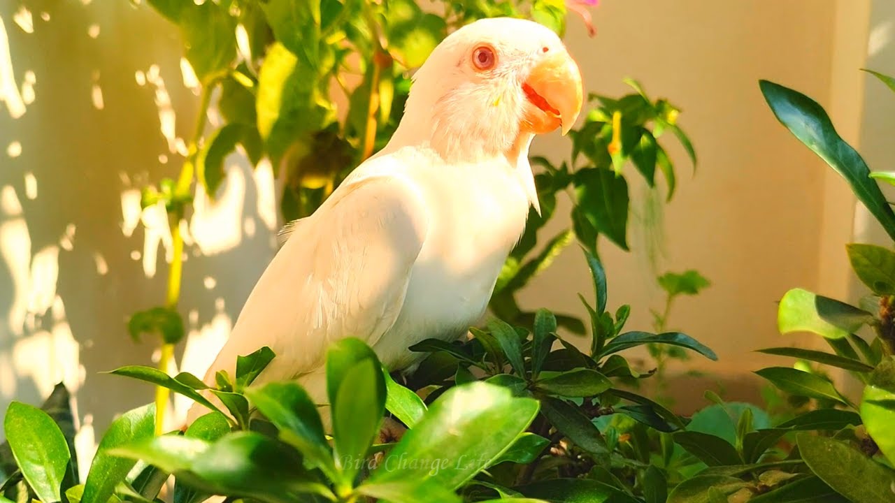 Indian Ringneck Parrot Freely Random | Amazing Talking Parrot || - YouTube