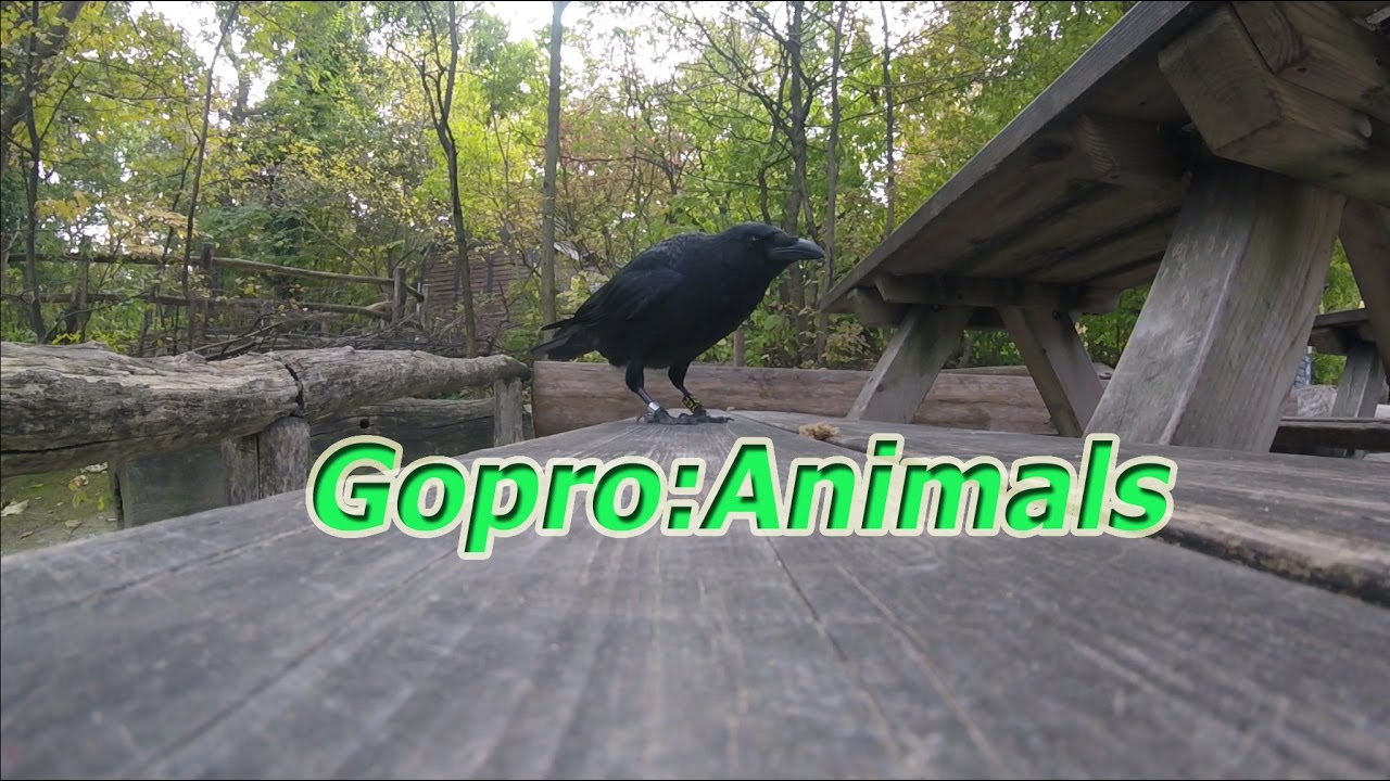 Gopro:Animals - YouTube