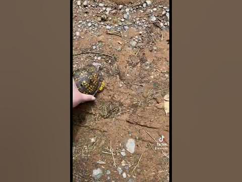 Moving Turtles Out Of The Road - YouTube