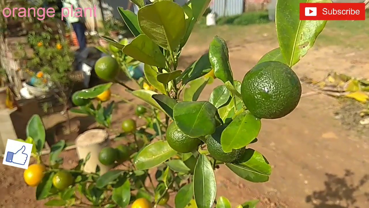 Miniature ORANGE plant/ home made Orange Plant How To Grow Orange Plant ...