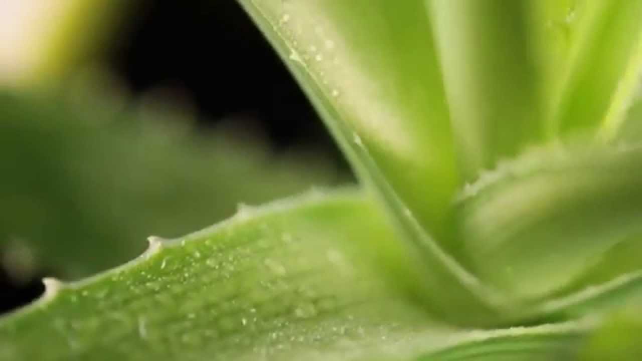 Moon berry - YouTube