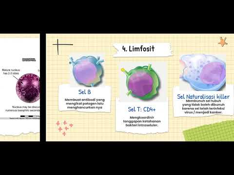 Sel darah putih ( Leukosit)_Penjelasan Sel Leukosit, Jenis-jenis ...