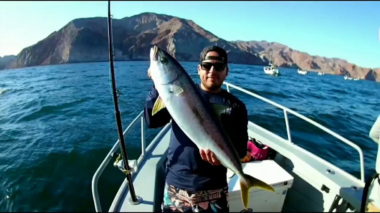 Baja Fishing BOLA (yellowtail) - YouTube