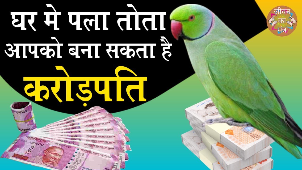 Parrot benefits l घर मे तोता पालने से मिलते हैं ये अद्भुत फायदे - YouTube