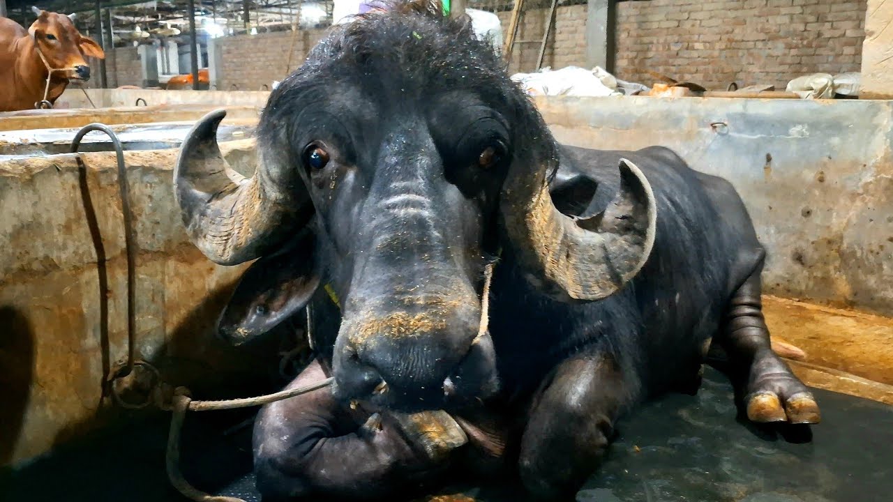 Big Jafarabadi Buffalo Bull 2024 Al Madina Cattle Farm Farm. @bdcattle ...