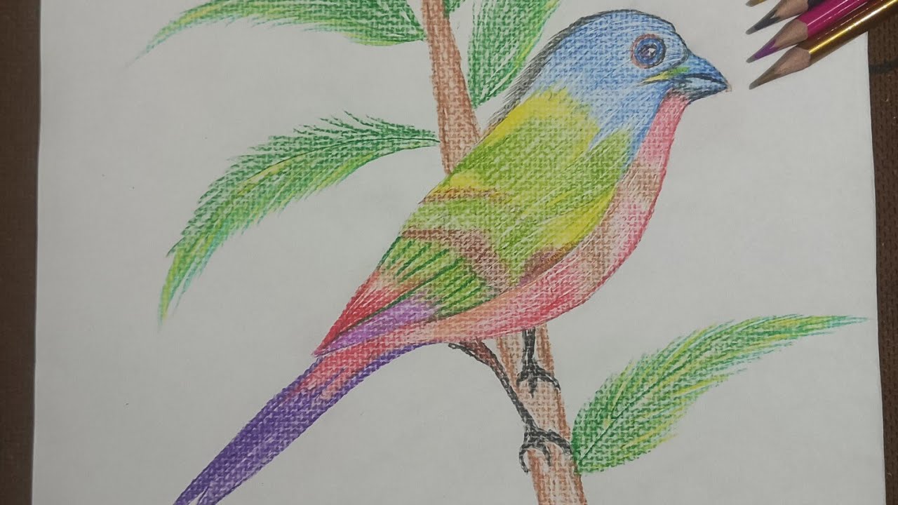 Beautiful Colour Bird 🐦 | Bird Drawing in colour pencil | How to draw a ...