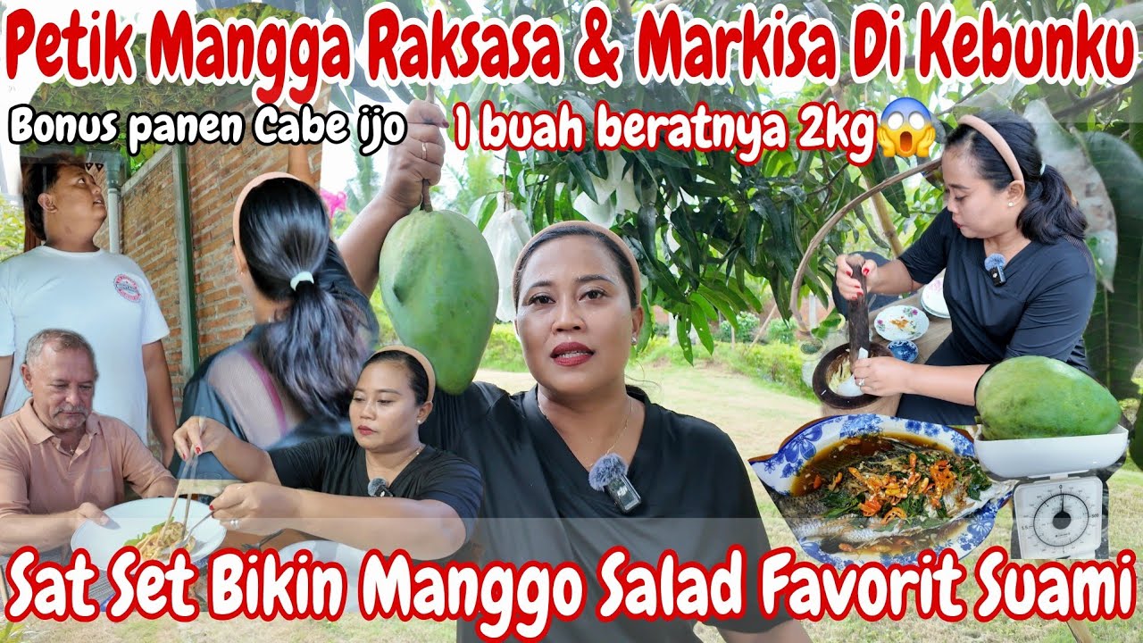 PETIK MANGGA RAKSASA&MARKISA‼️MEMBUAT MANGO SALAD FAVORIT SUAMI ...
