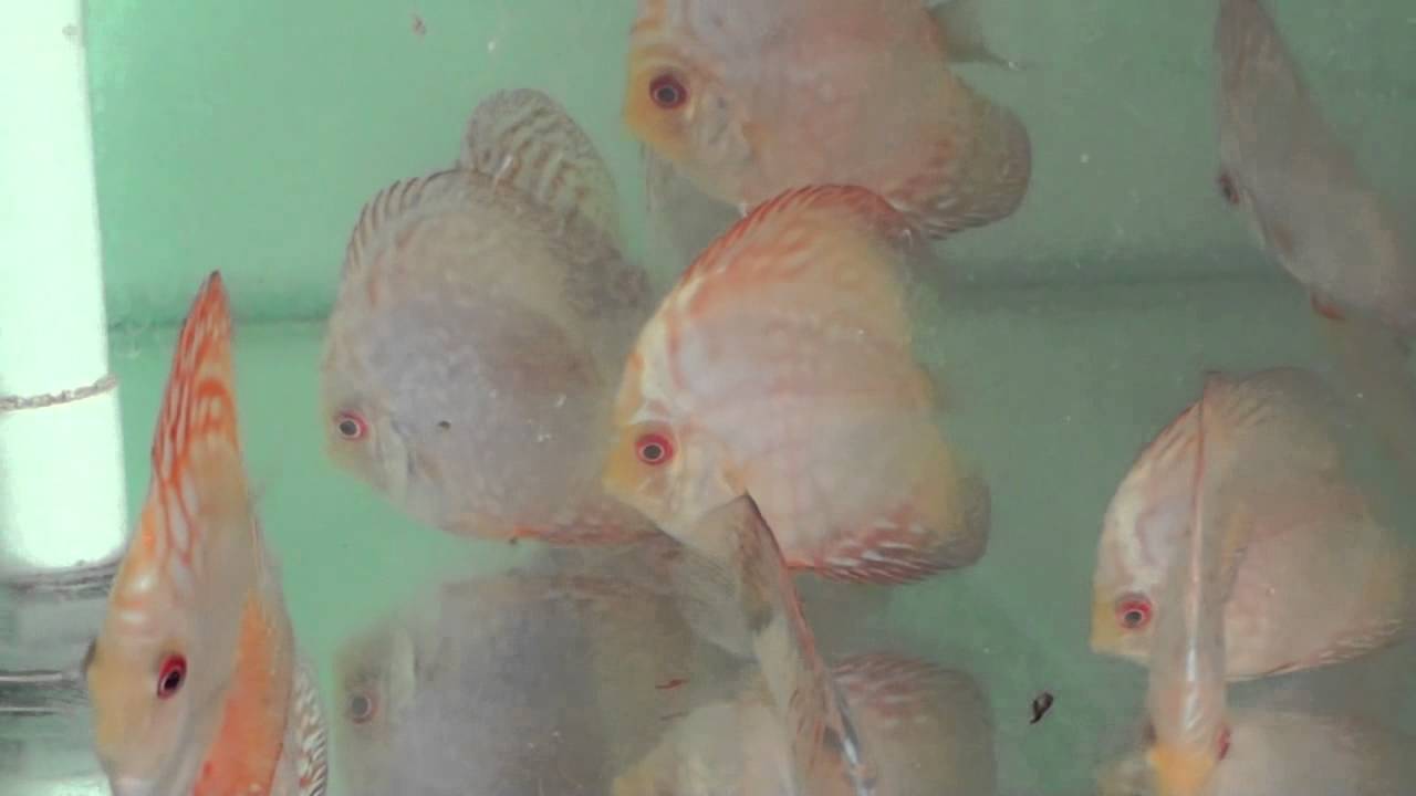 Bulldog Checkerboard Discus Fish - YouTube