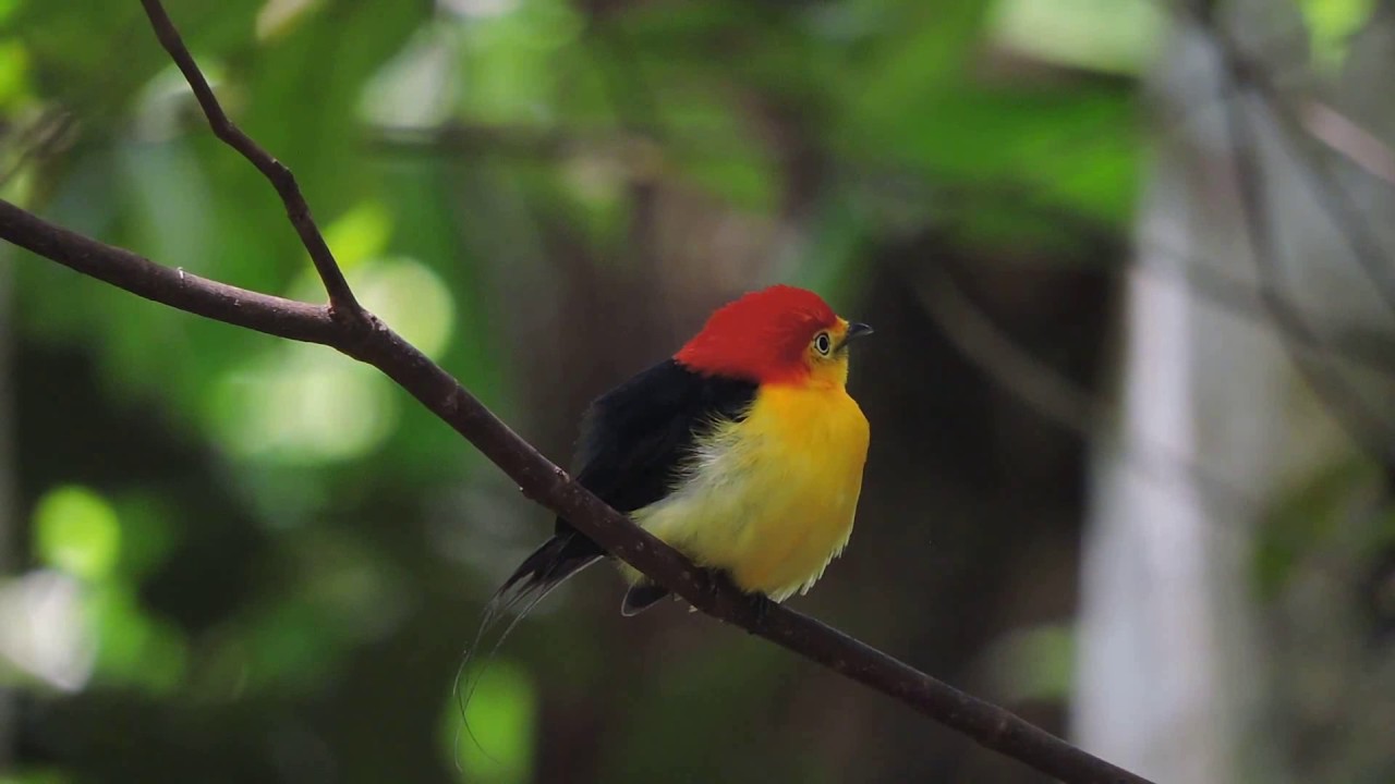Wire-Tailed Manakin(Pipra filicauda) - YouTube