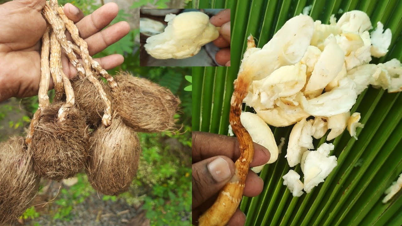 తాటి బుర్ర గుంజు||tati burra gunju||palm seed flower #ThagedheleyShots ...